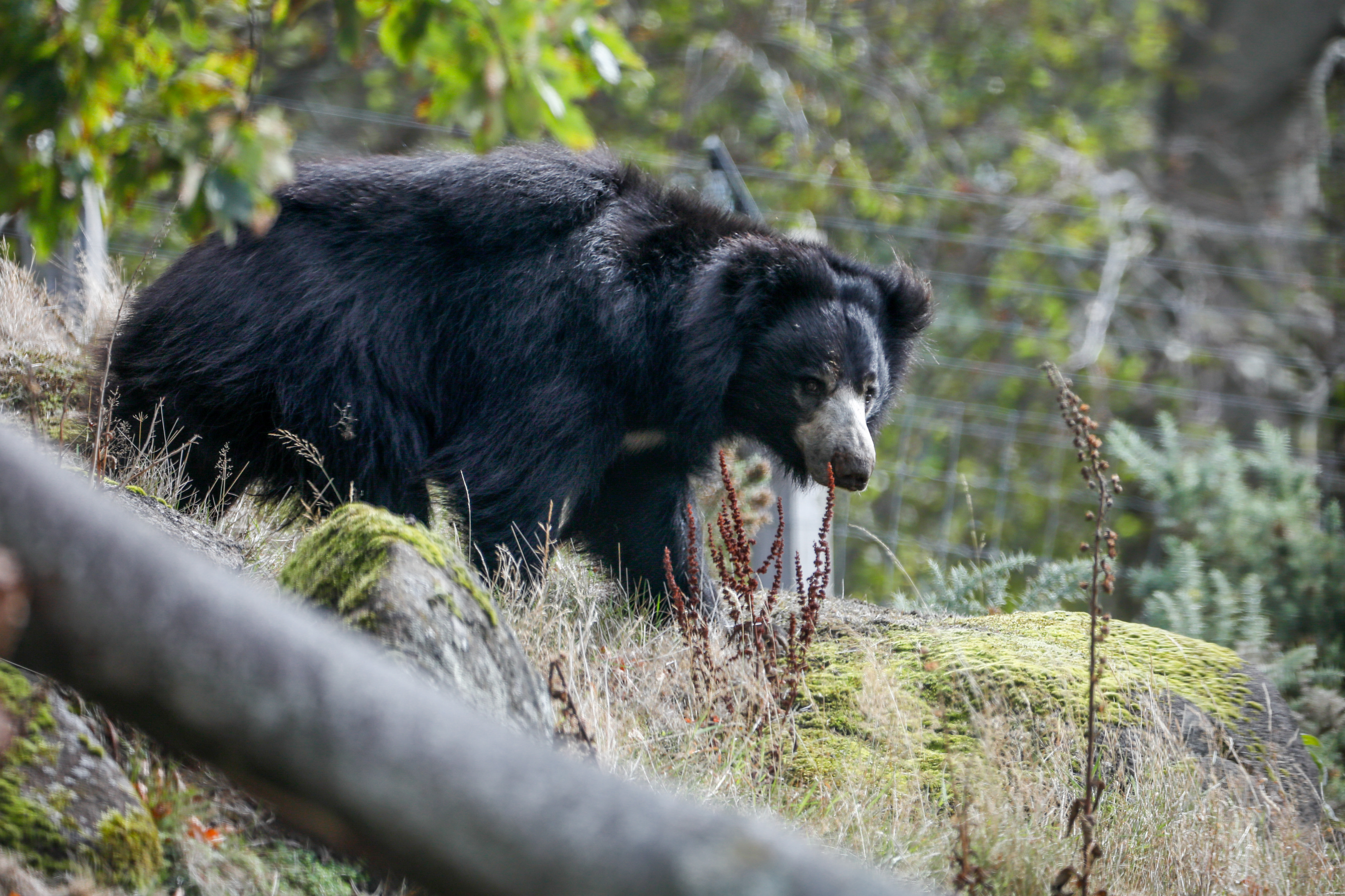 Cipi the sloth bear explores new terrain at Edinburgh Zoo | RZSS